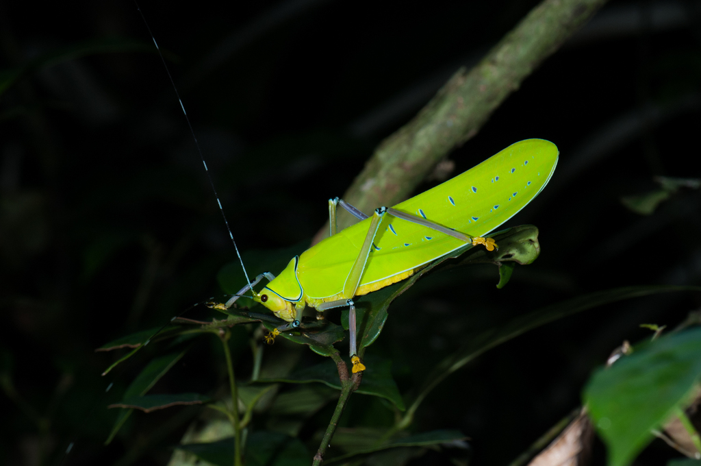 Brunneana cincticollis from Pahang, Malaisie on July 06, 2010 at 07:38 ...