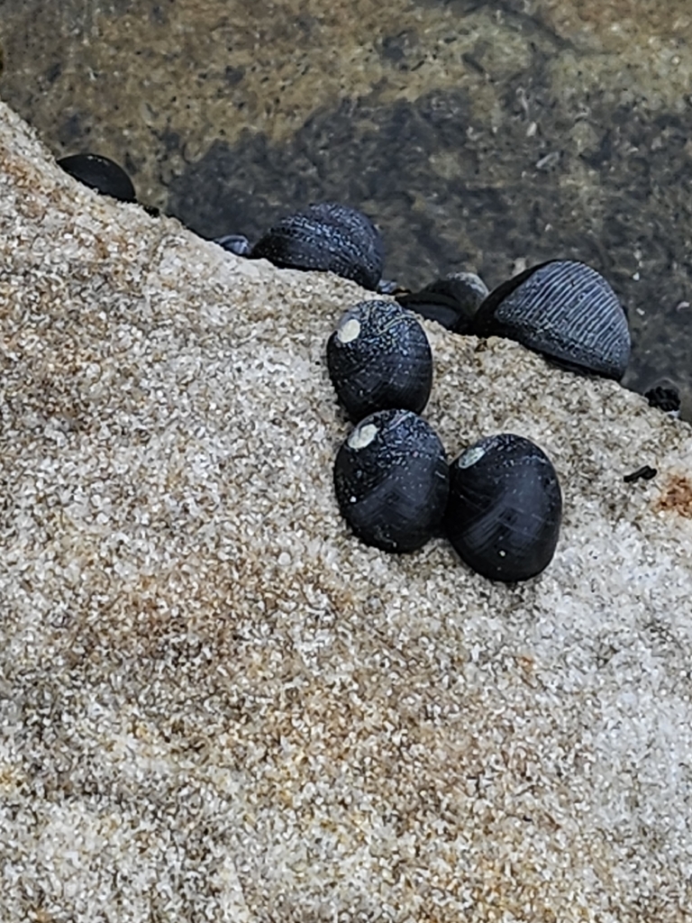Black nerite from La Perouse NSW 2036, Australia on March 18, 2026 at ...
