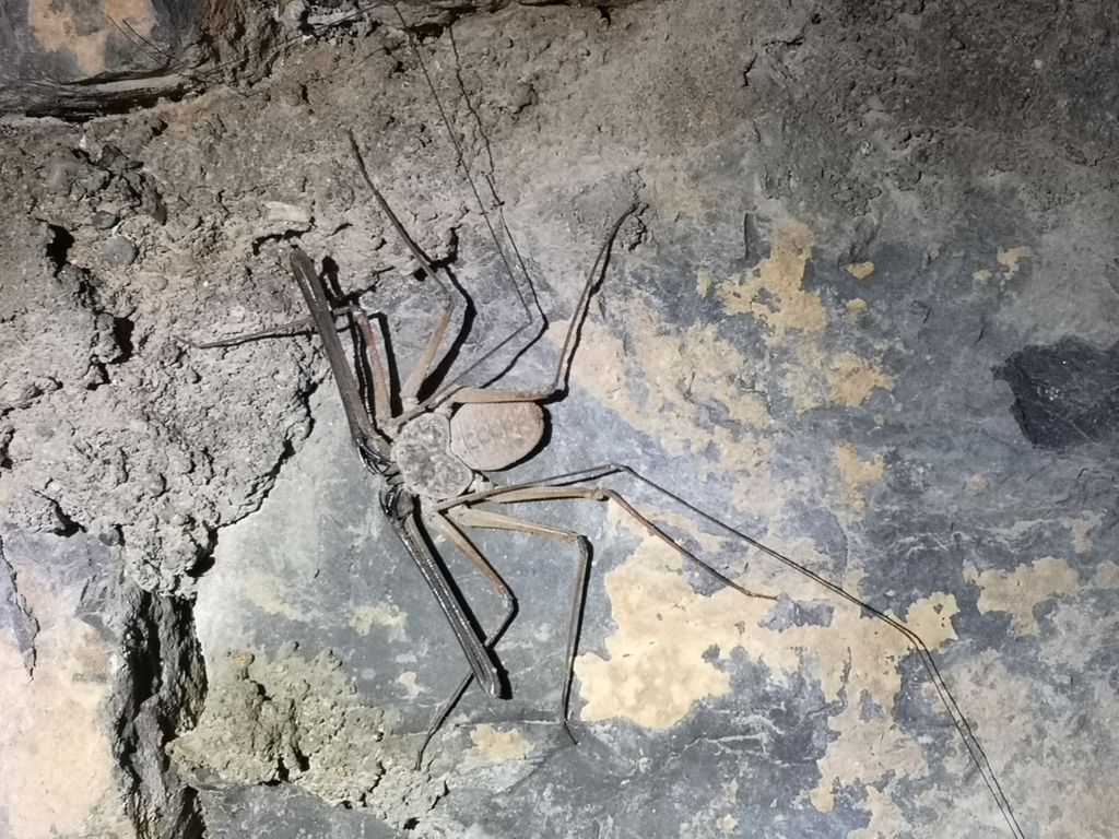 Phrynichus jayakari from Misfat Al Abryeen, Al Hamra, Al Ḩamrāʼ, 131 ...