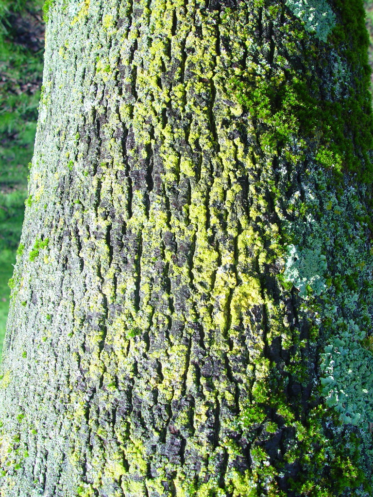 common lichens from Glover Street, Preston, UK on February 29, 2020 at ...