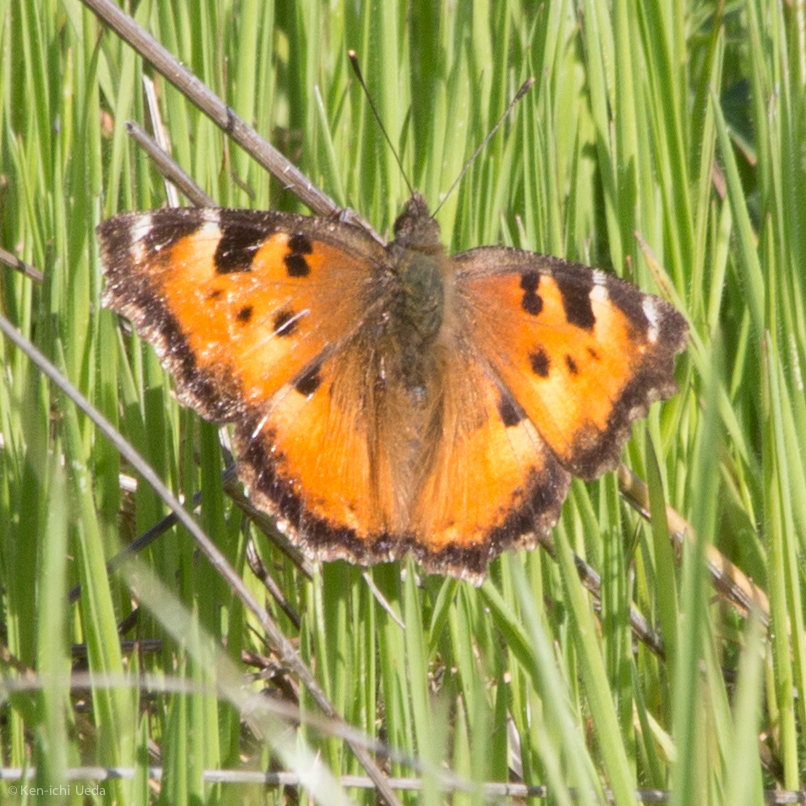California Tortoiseshell (Yosemite National Park Butterfly Guide 🦋 ...