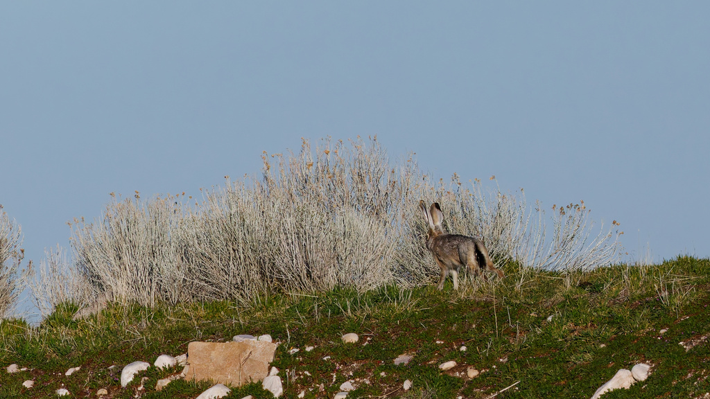 Black-tailed Jackrabbit from Antelope Island, Utah, USA on March 7 ...