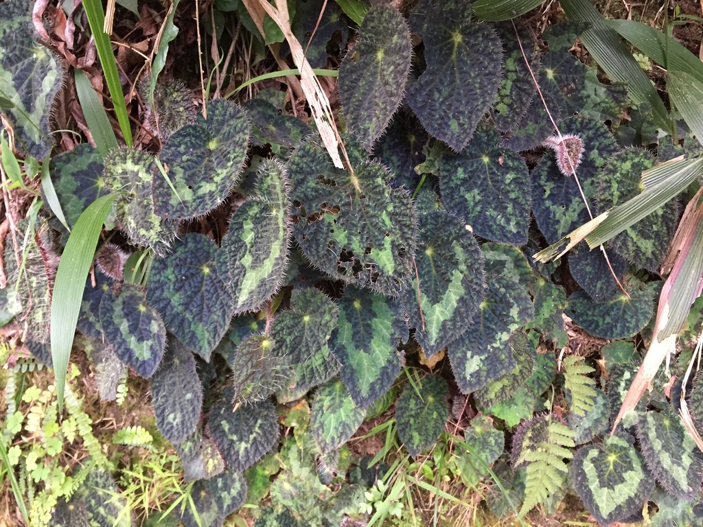 (Begonia longiciliata) - Botanical Realm