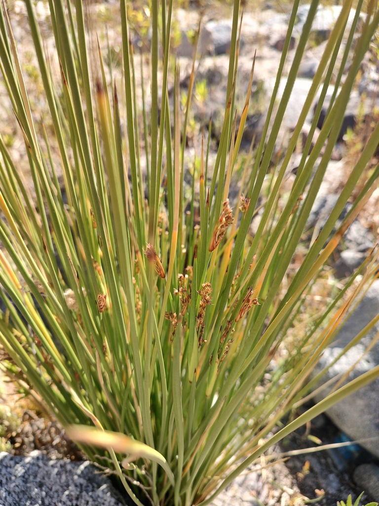 spiny rush from San Quintín, B.C., Mexico on April 20, 2025 at 04:20 PM ...