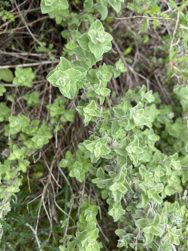 Syrian oregano (Origanum syriacum) - Botanical Realm