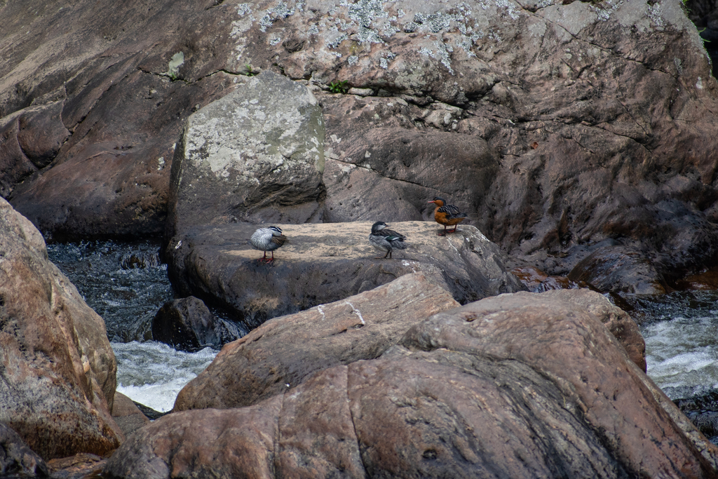 Torrent Duck from La Ceja, Antioquia, Colombia on February 2, 2020 by ...