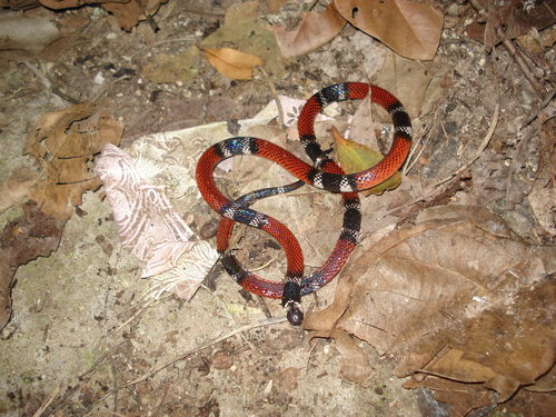 (Micrurus dumerilii dumerilii) - Snakes and Lizards