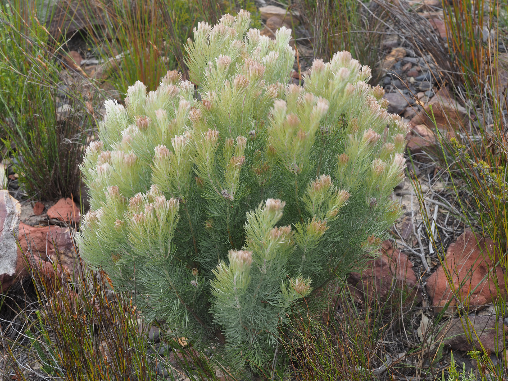 Paranomus capitatus (R.Br.) Kuntze