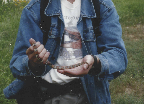 Western Milksnake from Davis, Oklahoma on May 4, 2002 by Kenneth Bader ...
