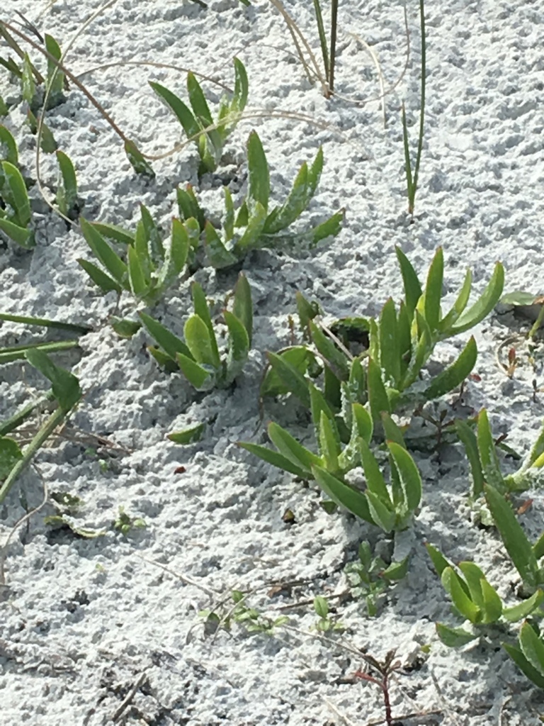 sea fig from Merritt Island, New Smyrna Beach, FL, US on March 2, 2020 ...