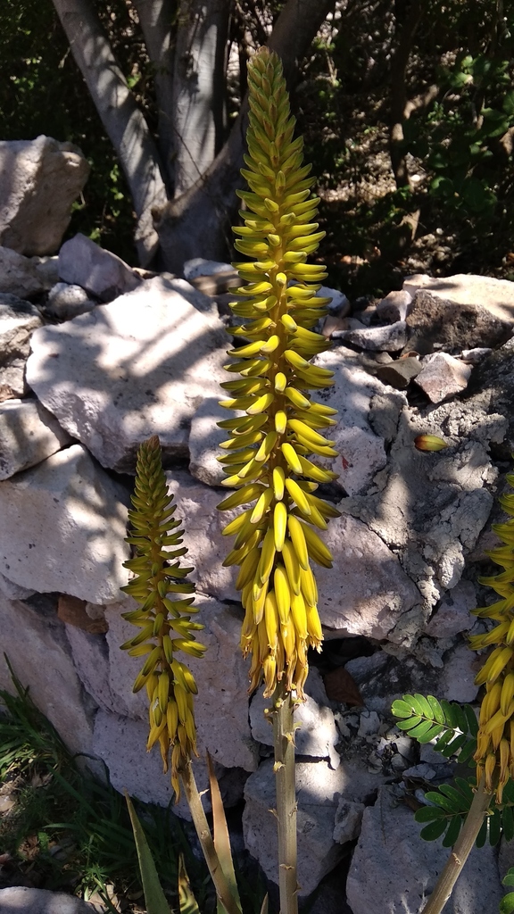 aloe vera from Mazatlán, Sinaloa, Mexico on February 29, 2020 at 01:04 ...