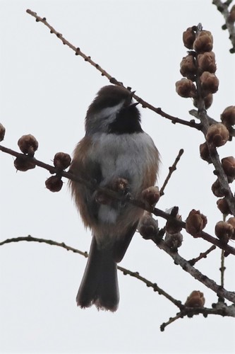 Acadian Boreal Chickadee (Subspecies Poecile hudsonicus littoralis ...