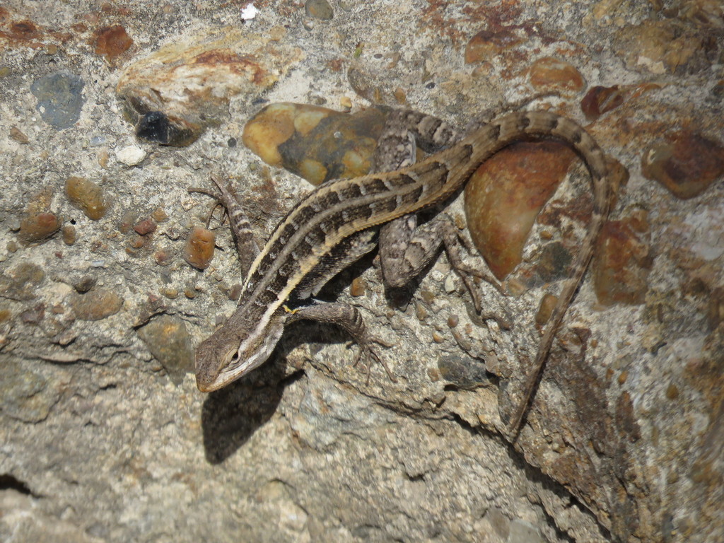 Rose-bellied Lizard from Hidalgo County, TX, USA on March 01, 2020 at ...