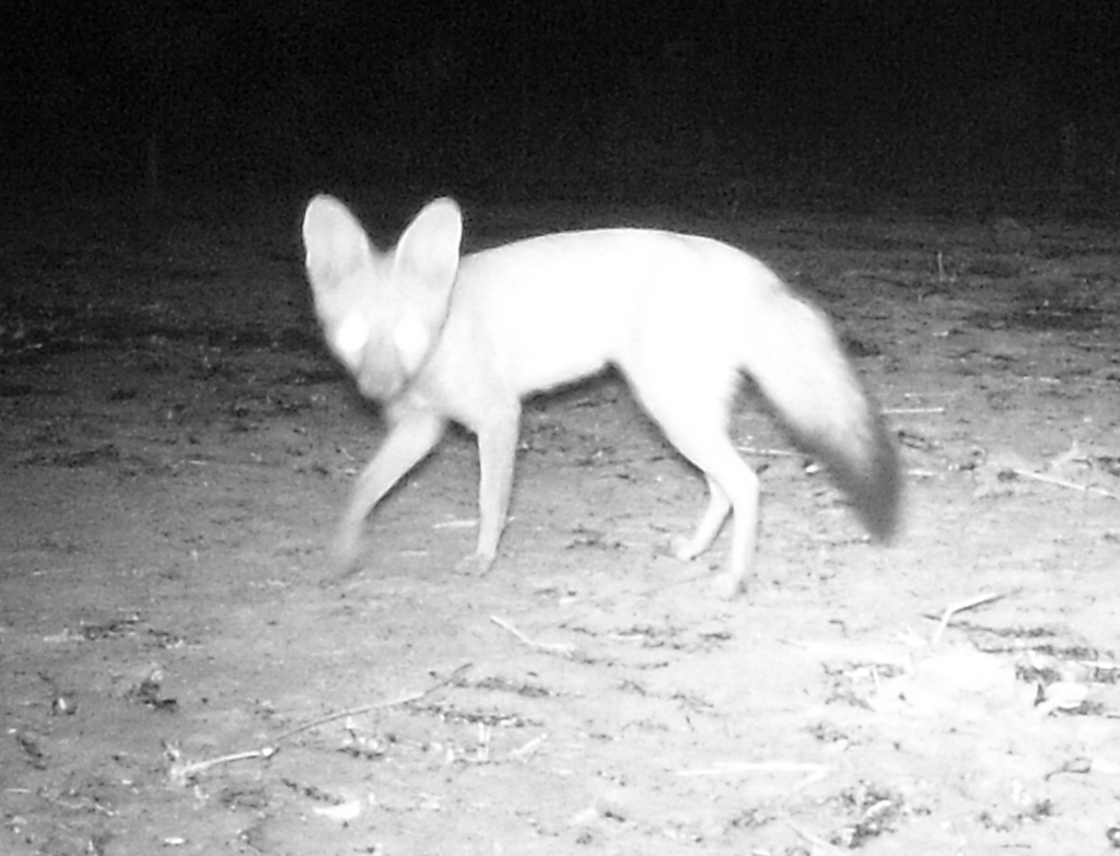 Pale Fox (Vulpes pallida) - Know Your Mammals
