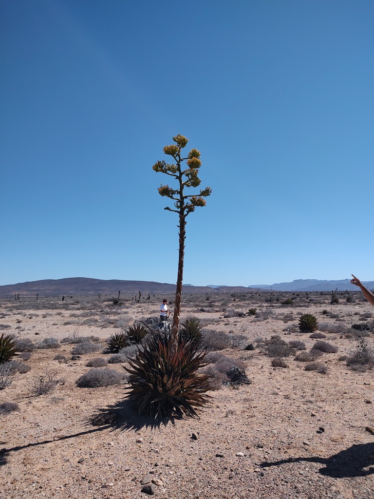 desert agave from San Quintín, B.C., Mexico on April 20, 2025 at 10:06 ...
