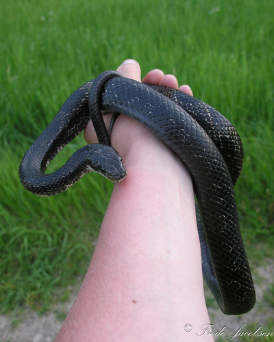 Gray Ratsnake (Pantherophis spiloides) - Snakes and Lizards