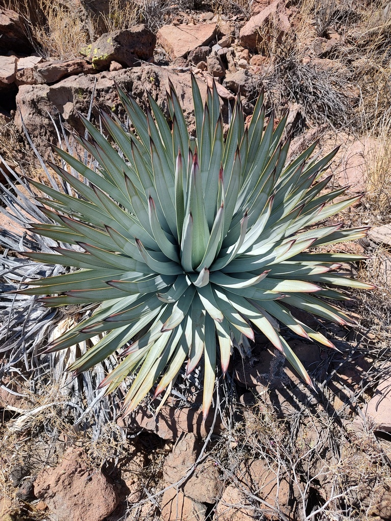 chaparral yucca from San Quintín, B.C., Mexico on April 20, 2025 at 02: ...