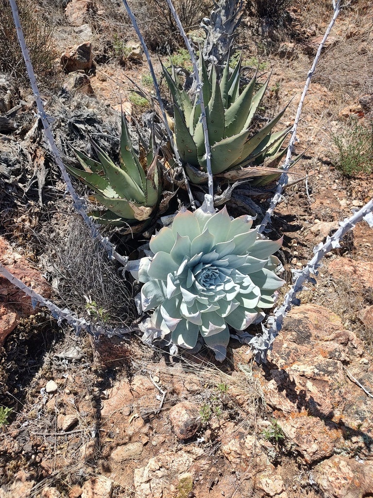 Chalk Dudleya from San Quintín, B.C., Mexico on April 21, 2025 at 11:34 ...