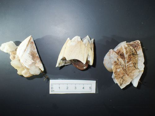 Genus Chirona · iNaturalist