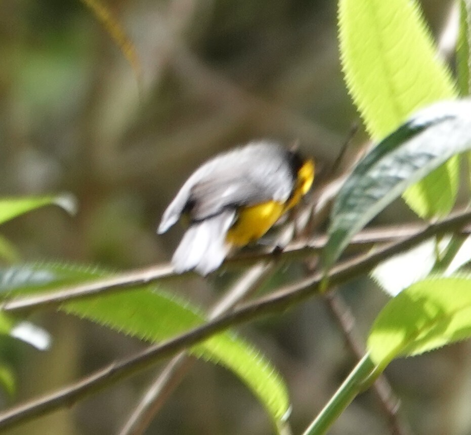 Golden-fronted Redstart from Santa Rosa de Cabal, Risaralda, Colombia ...
