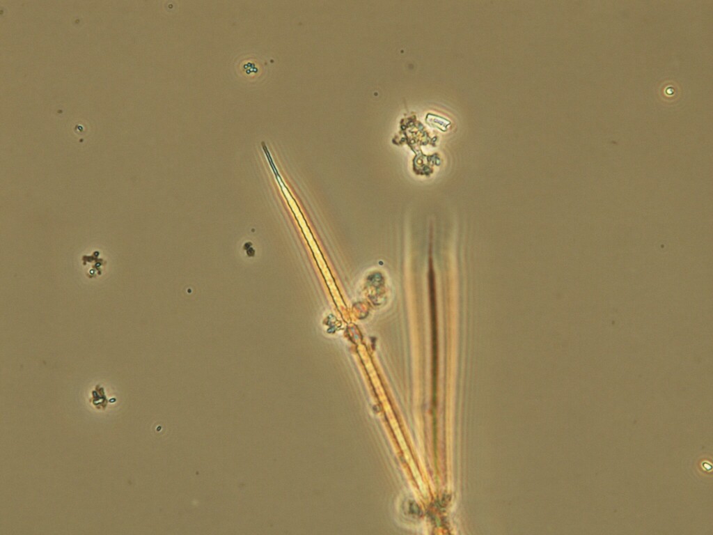 Cuspidothrix issatschenkoi from 2460 NSW Australia on February 26, 2026 ...