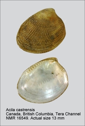 Genus Acila · iNaturalist