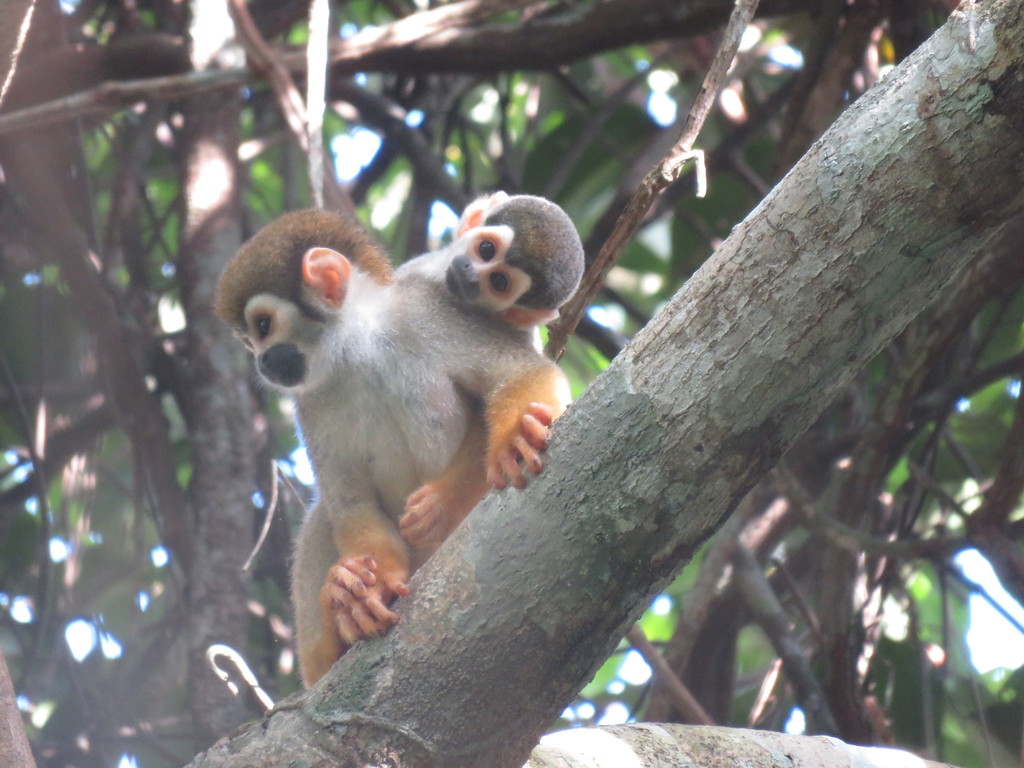 Golden-backed Squirrel Monkey in January 2020 by João Menezes · iNaturalist