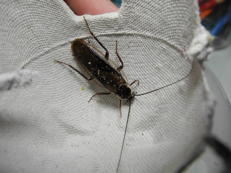 Southern Wood Cockroach (Cockroaches and Termites of the United States ...