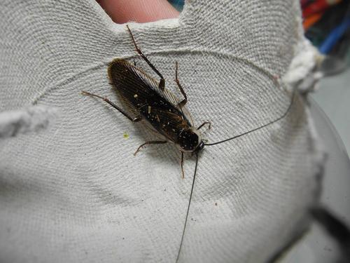 Southern Wood Cockroach (Cockroaches and Termites of the United States ...