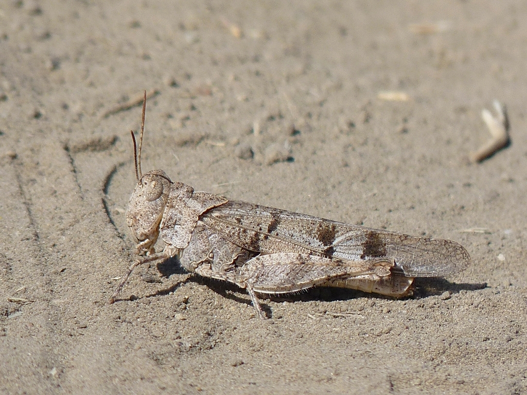 California Rose-winged Grasshopper (Alviso bioblitz guide) · iNaturalist