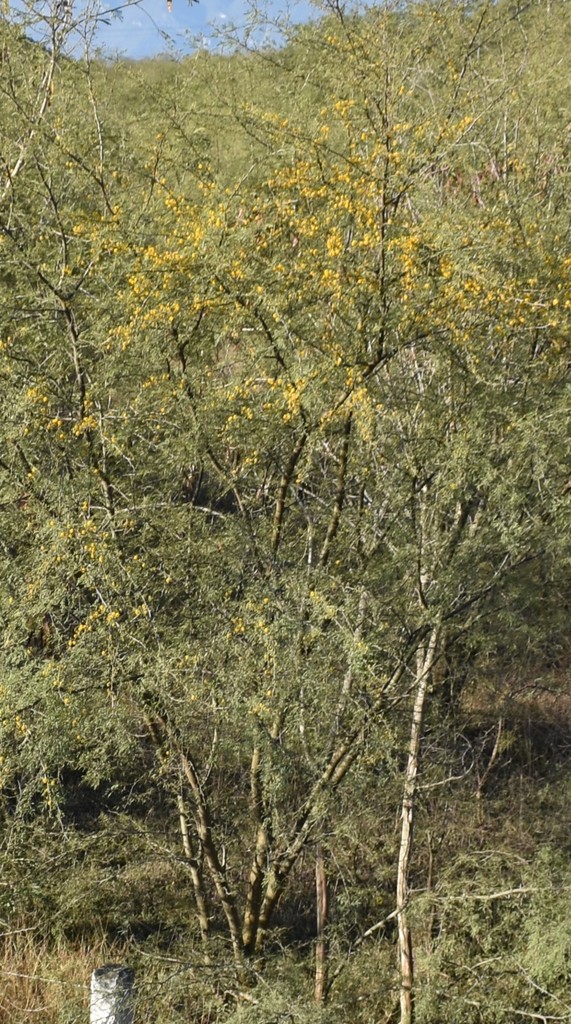 Sweet acacia from Montemorelos, N.L., México on February 29, 2020 at 09 ...