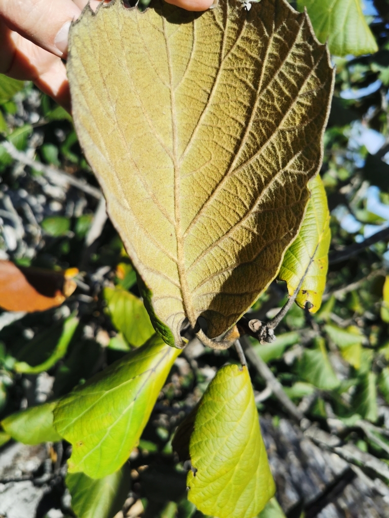 (Quercus urbani) - Botanical Realm