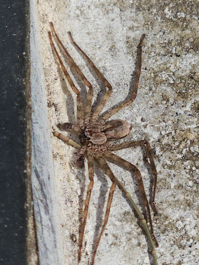 RTA Clade Spiders from Pinellas Park, FL 33782, USA on March 19, 2026 ...