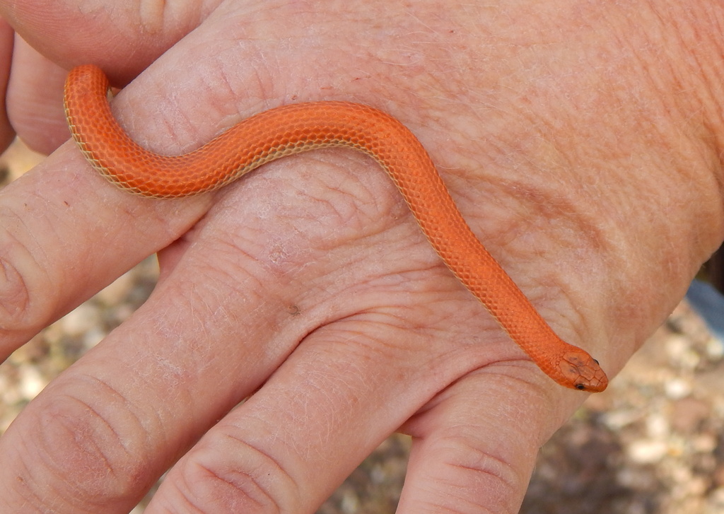 Ground Snakes (Sonora) - Snakes and Lizards