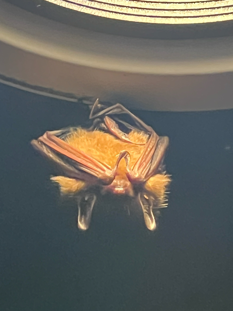 Tricolored Bat from Midway, AL, US on March 19, 2026 at 10:27 AM by ...