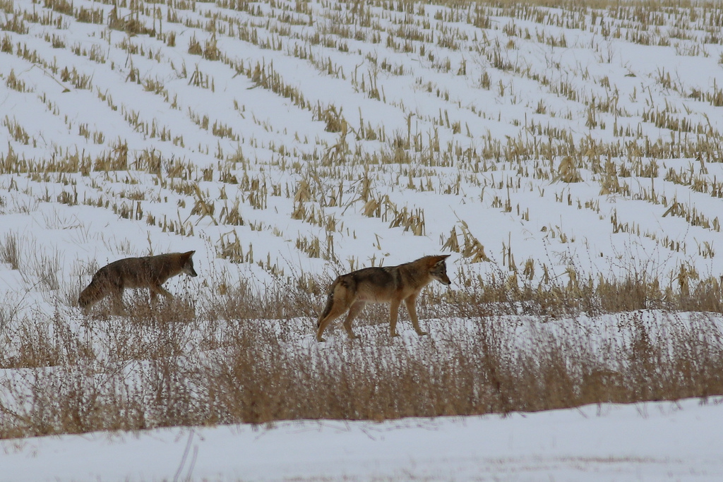 Coyote from Shelburne, VT, USA on February 28, 2020 at 10:23 AM by Nick ...