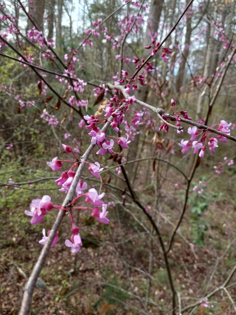 eastern redbud from Five Forks Trickum Road at JB Williams P, Georgia ...