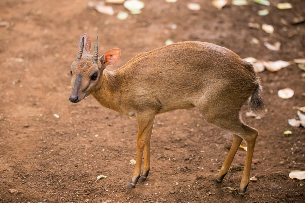 Suni (Nesotragus moschatus) - Know Your Mammals