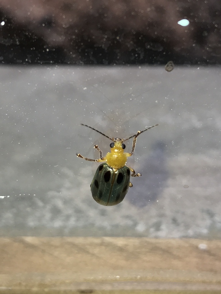 Exora obsoleta from Ciénaga, Magdalena, CO on February 23, 2020 at 02: ...