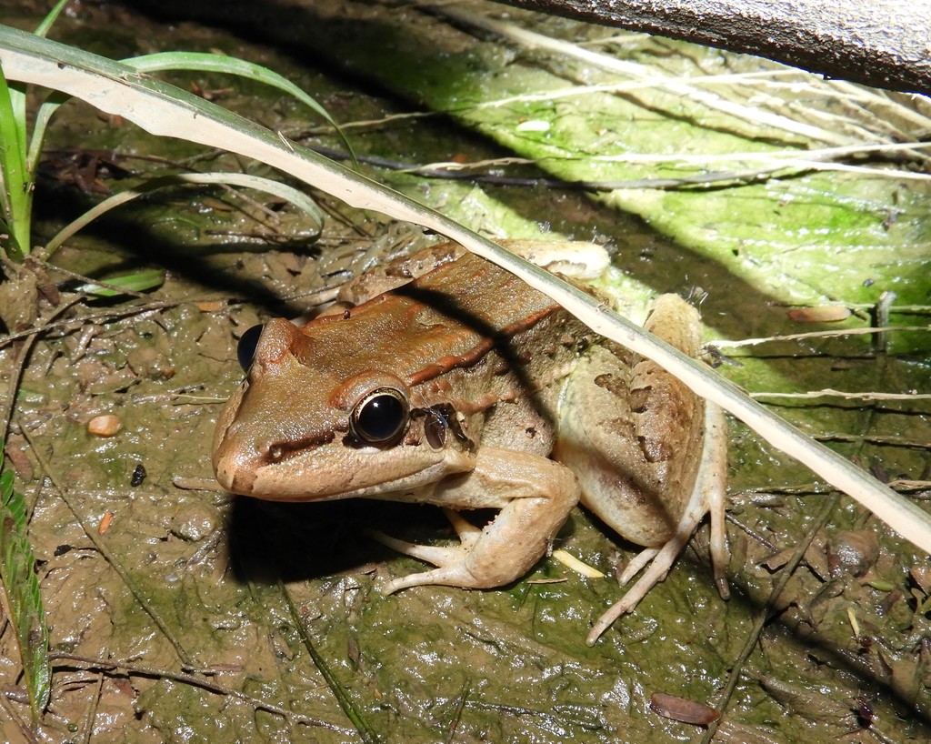 Spotted Foam-nest Frog from San Jacinto, Bolívar, Colombia on November ...
