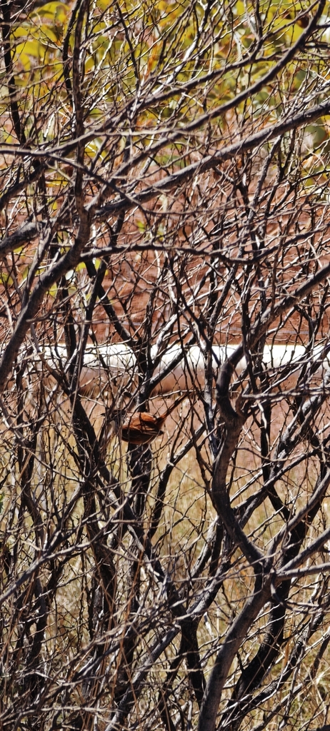 Pilbara Grasswren from Nullagine WA 6758, Australia on March 19, 2026 ...