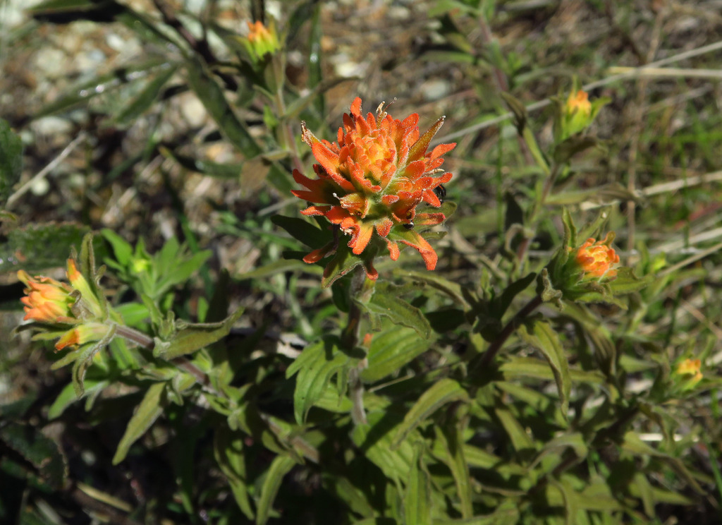 wavyleaf paintbrush from Coutolenc Road, Butte County, CA, USA on March ...