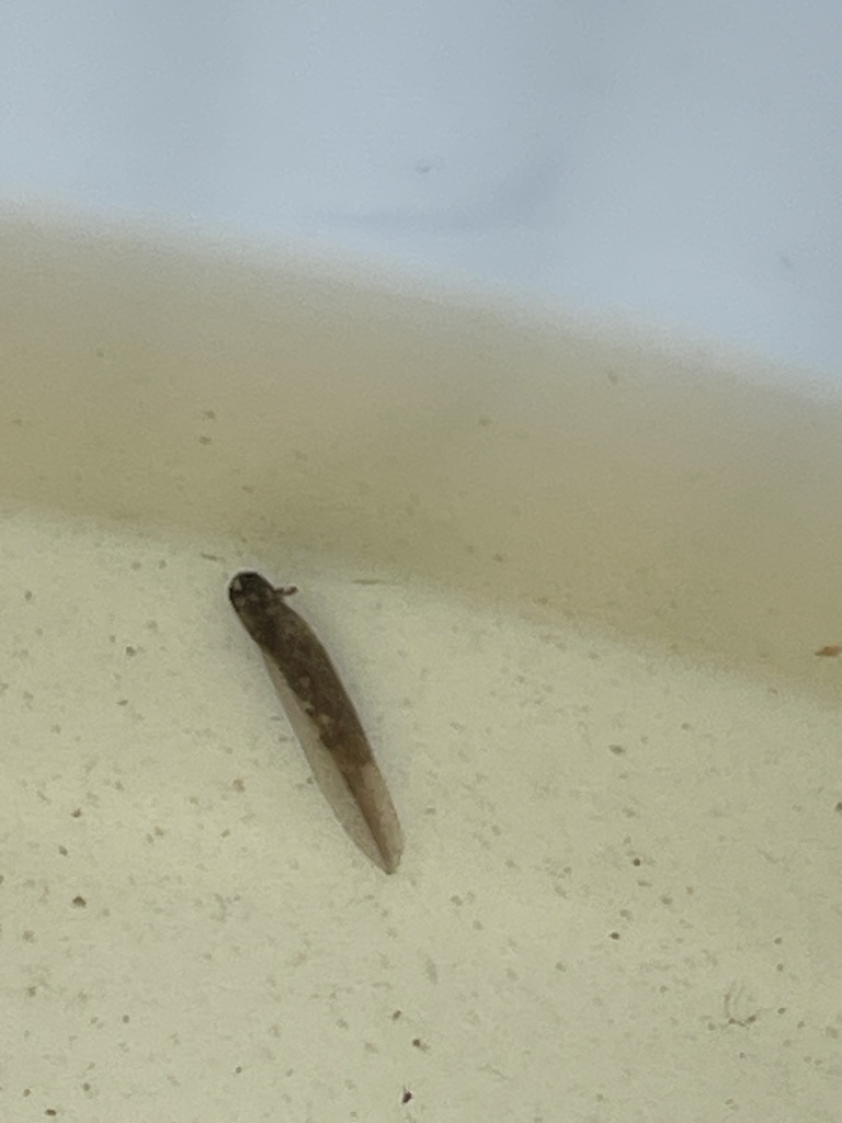 Long-toed Salamander from Van Doren’s Landing Park, Kent, WA, USA on ...