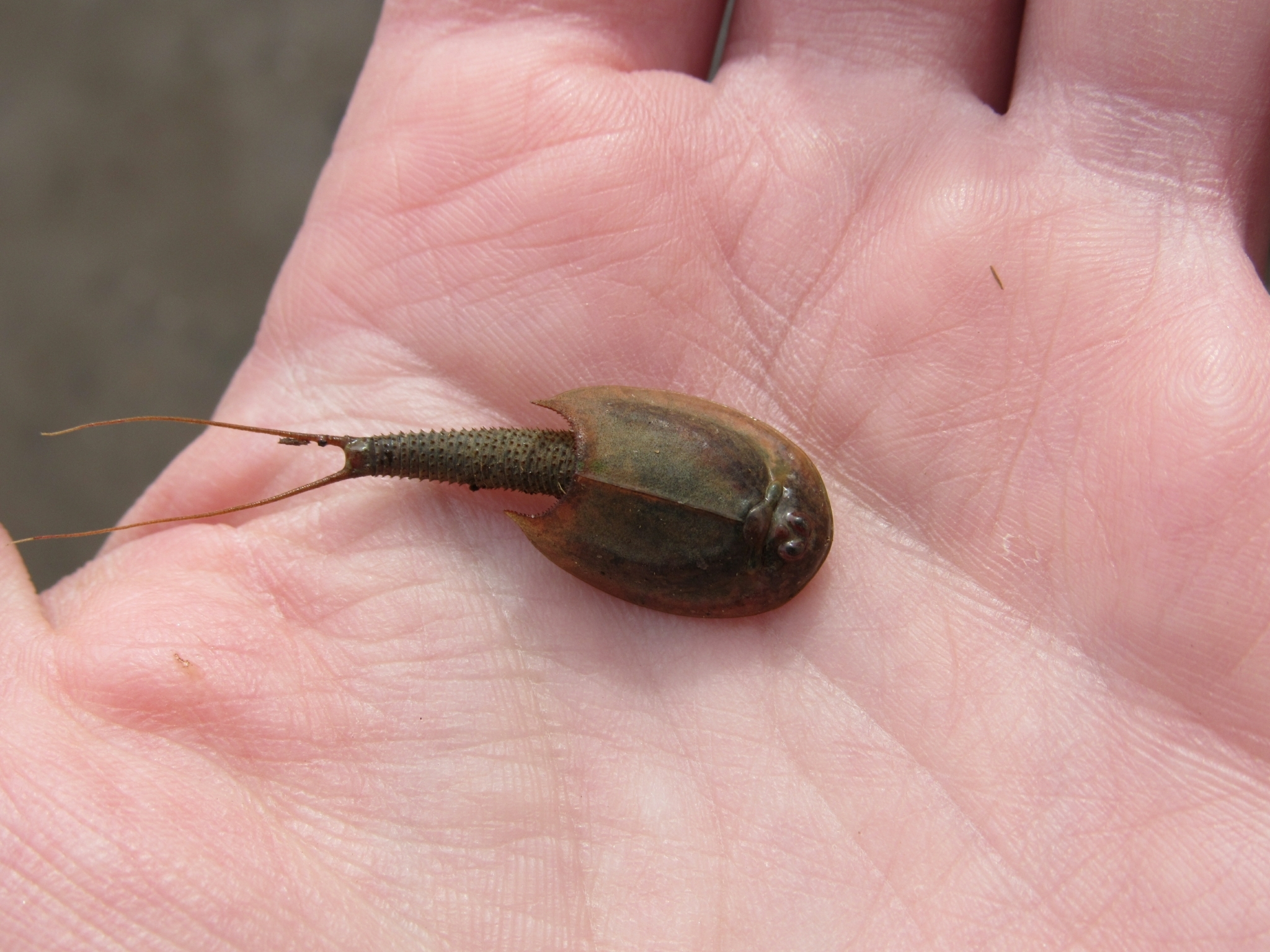 Triops granarius (Lucas, 1864)