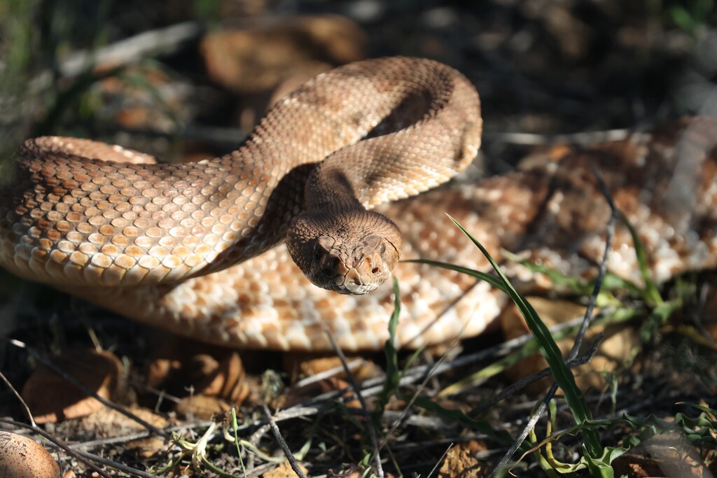 Red Diamond Rattlesnake from Scripps Ranch, San Diego, CA, USA on March ...