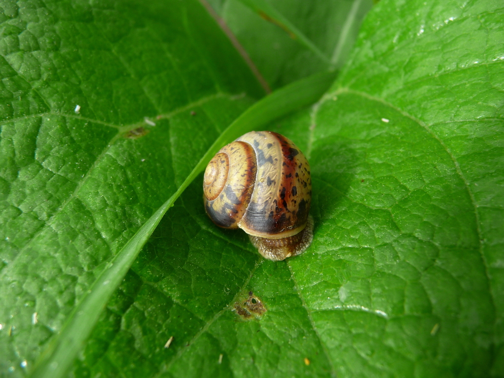 Bush snail from Североуральск, Свердловская обл., Россия, 624480 on ...