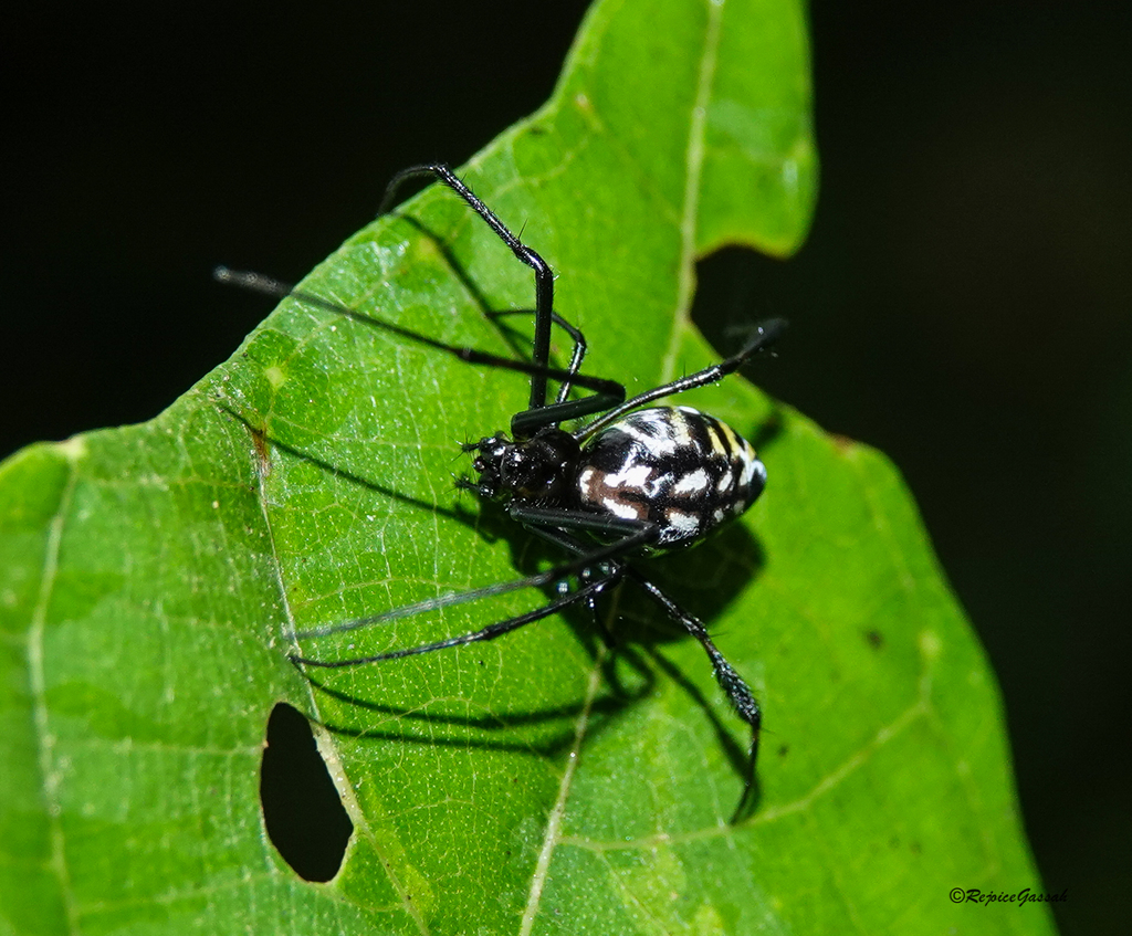 Spiders from Arunachal Pradesh, India on October 10, 2019 at 06:56 AM ...