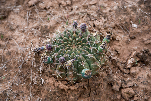 Subspecies Gymnocalycium marsoneri megatae · iNaturalist