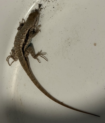 Prairie Lizard (Sceloporus consobrinus) - Snakes and Lizards