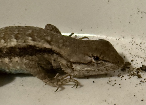 Prairie Lizard (Sceloporus consobrinus) - Snakes and Lizards